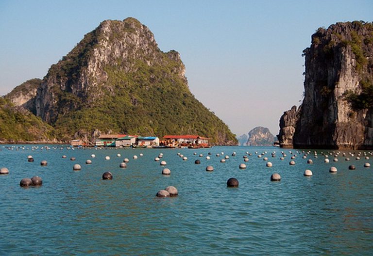 Pearl Farm in Halong Bay - Bai Tho Junks - Best Halong Bay cruise since ...